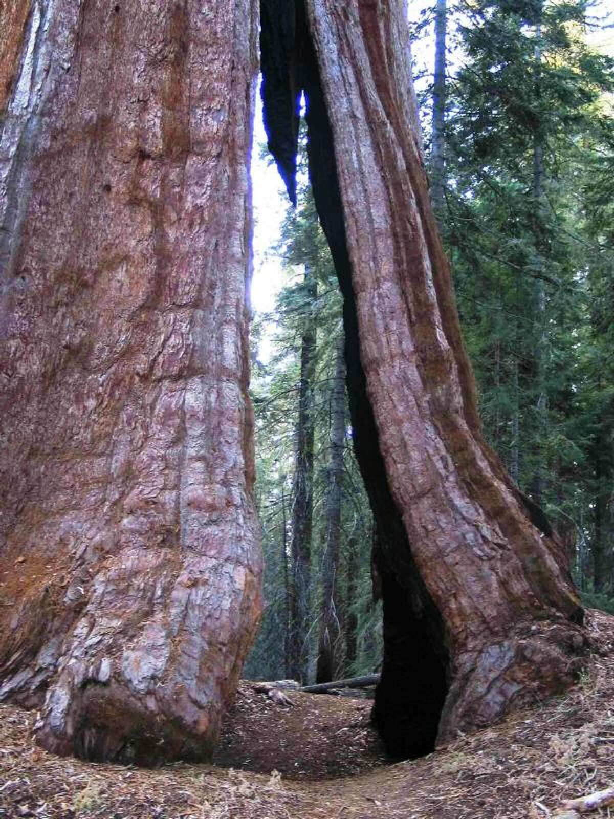The stories of California's most famous trees, including some with top ...