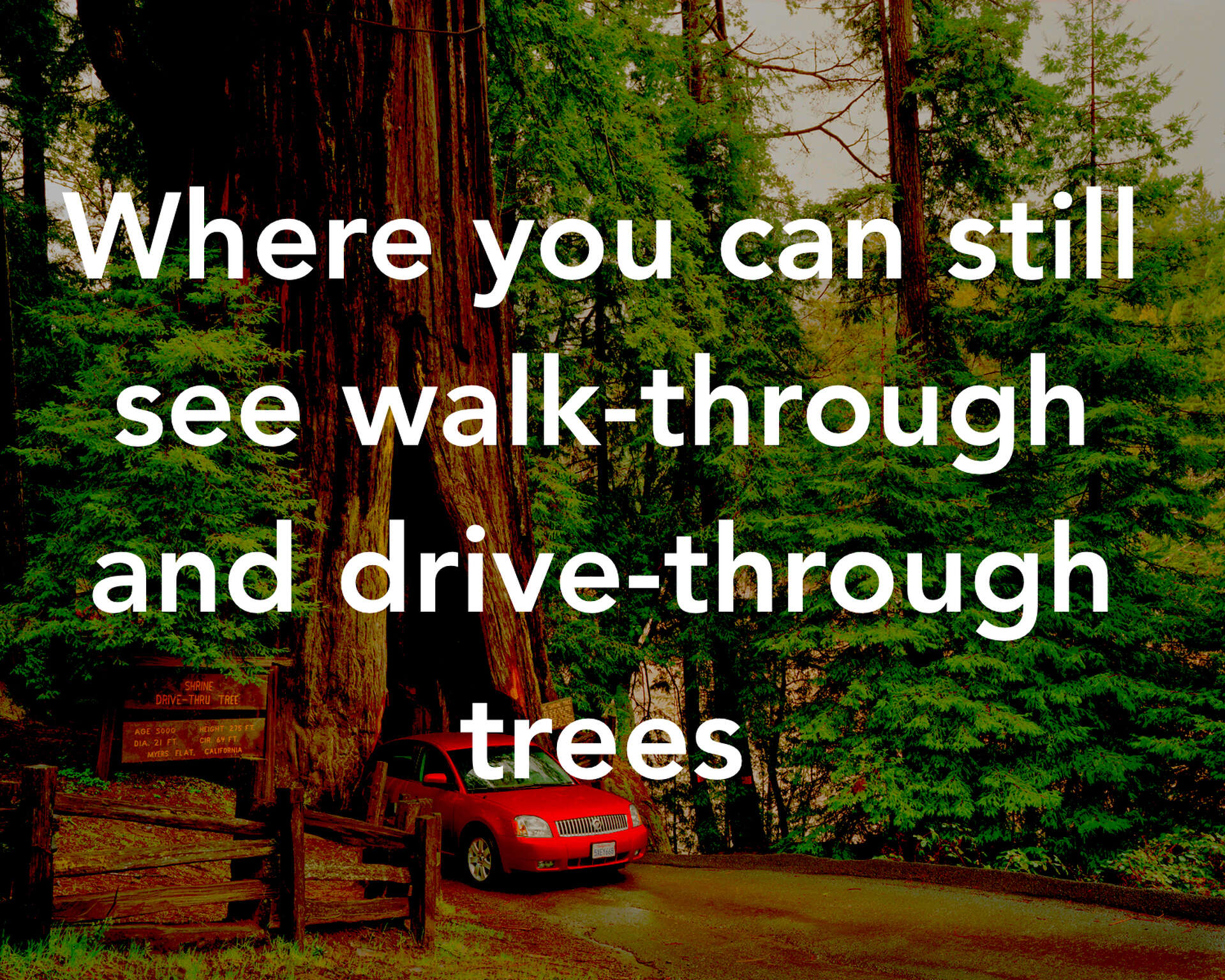 This is where you can still see drive-through and walk-through trees in ...