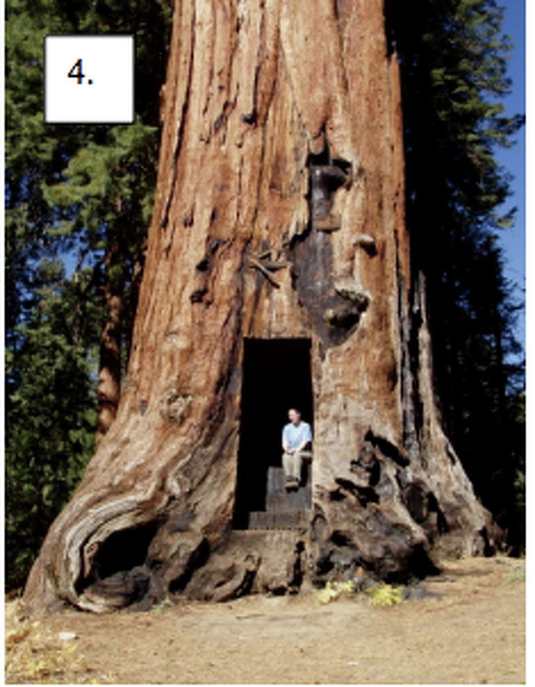 This is where you can still see drive-through and walk-through trees in ...
