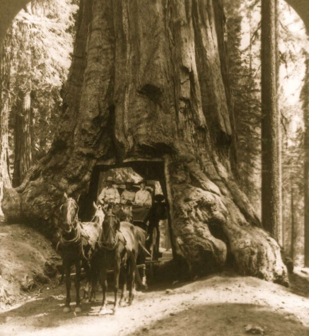 This is where you can still see drive-through and walk-through trees in ...