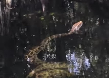 A python and a gator wrestled in Florida, the result was epic