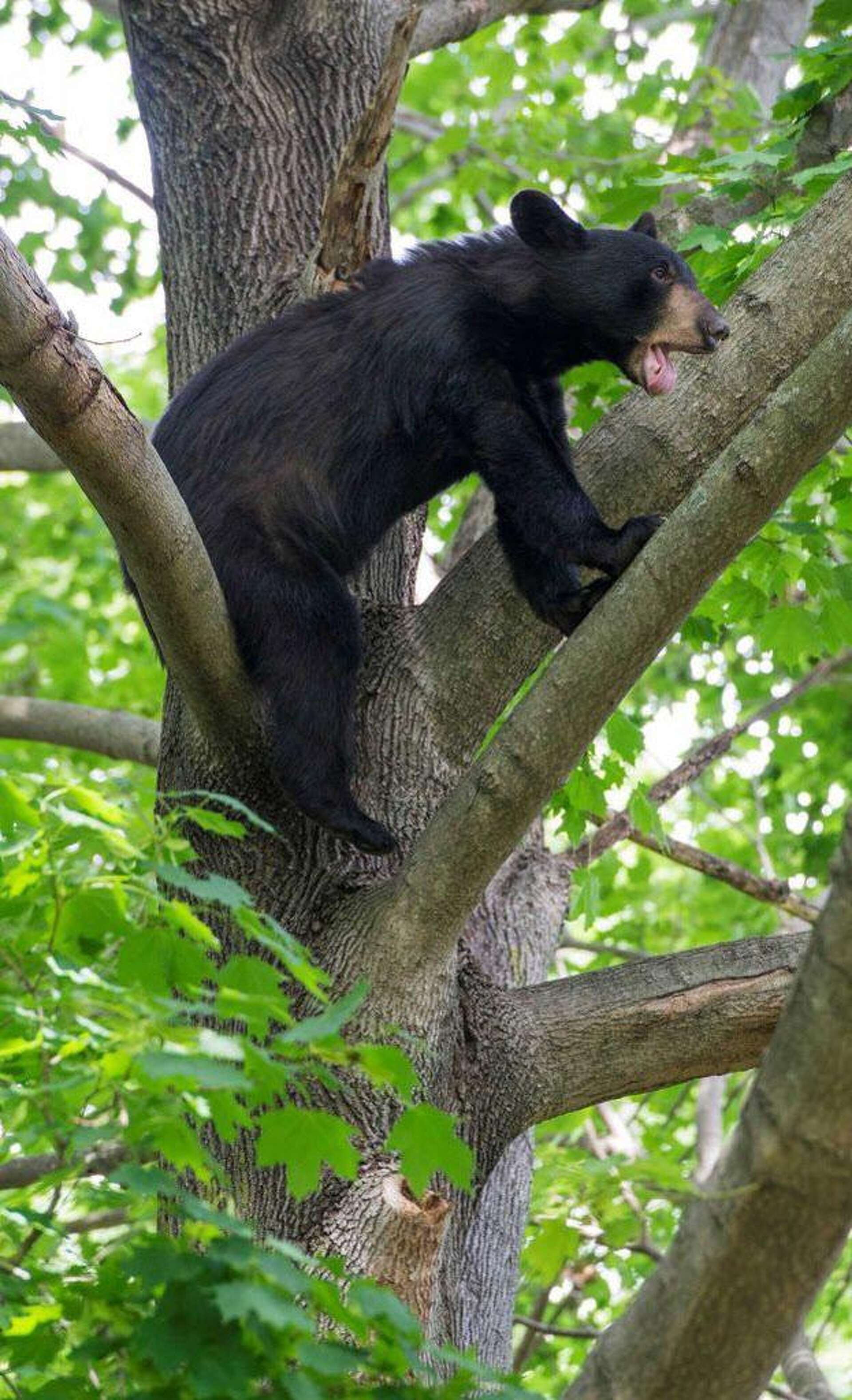 Hiker who performed CPR on baby bear could have faced jail time