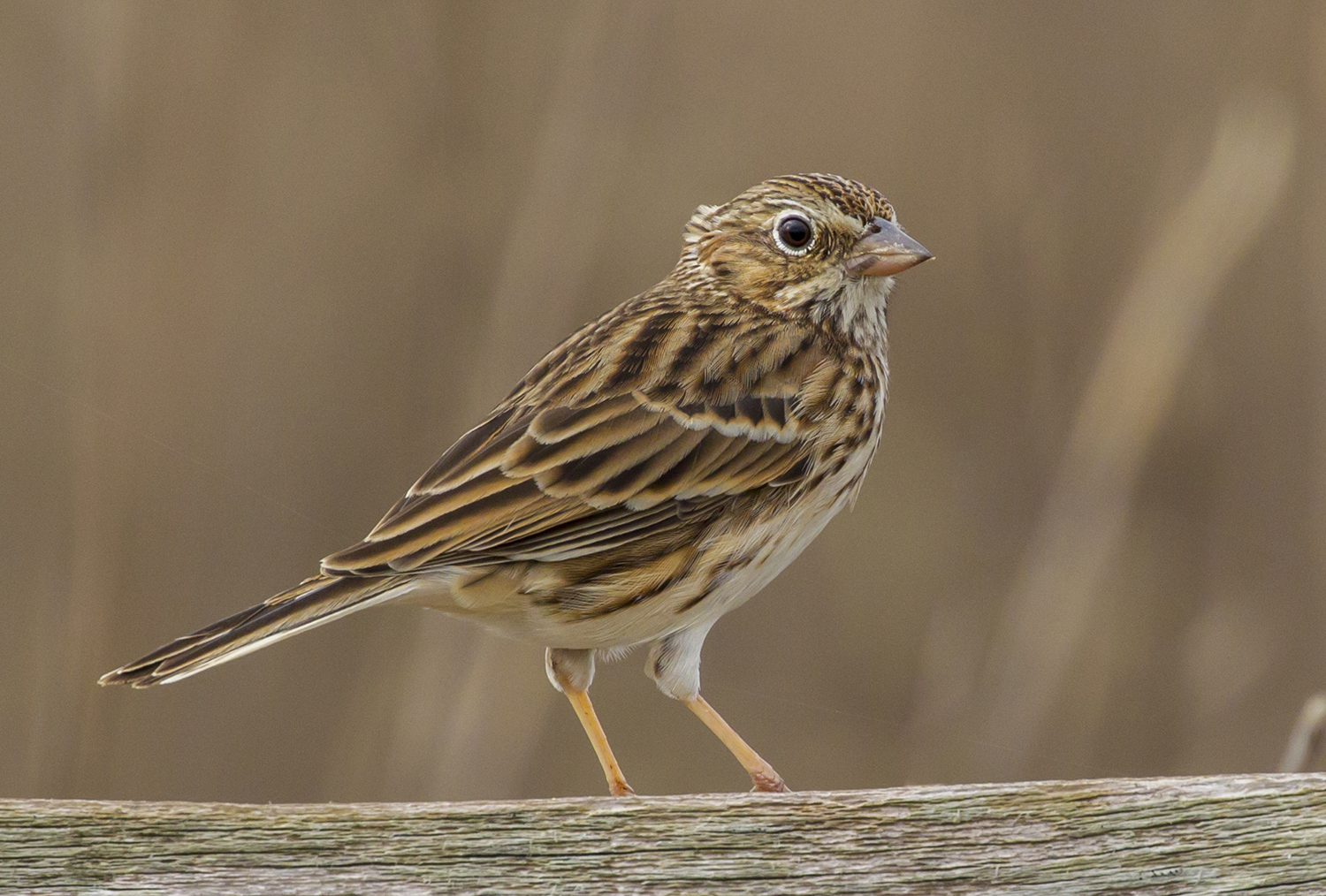 New World sparrows flock to prairies of Southeast Texas