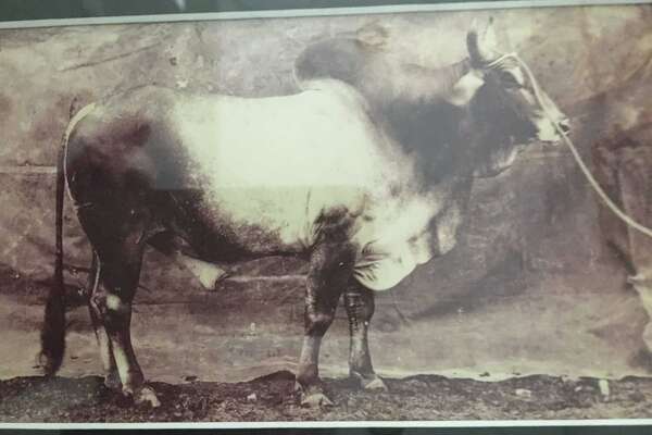 Wharton-area rancher was larger than life - just like his statue ...