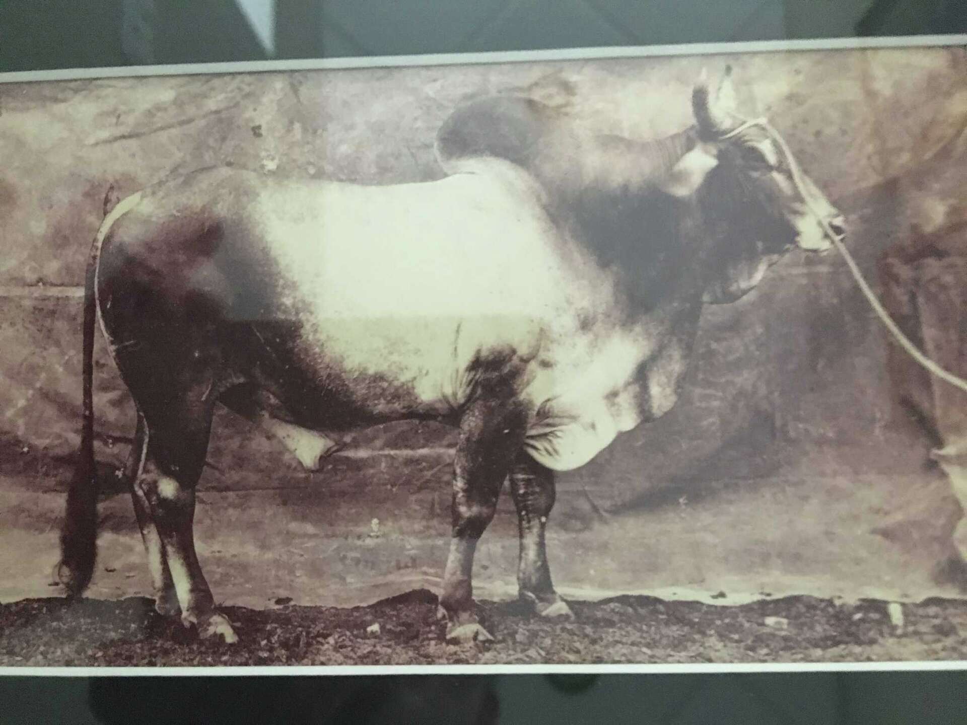 Wharton-area rancher was larger than life - just like his statue