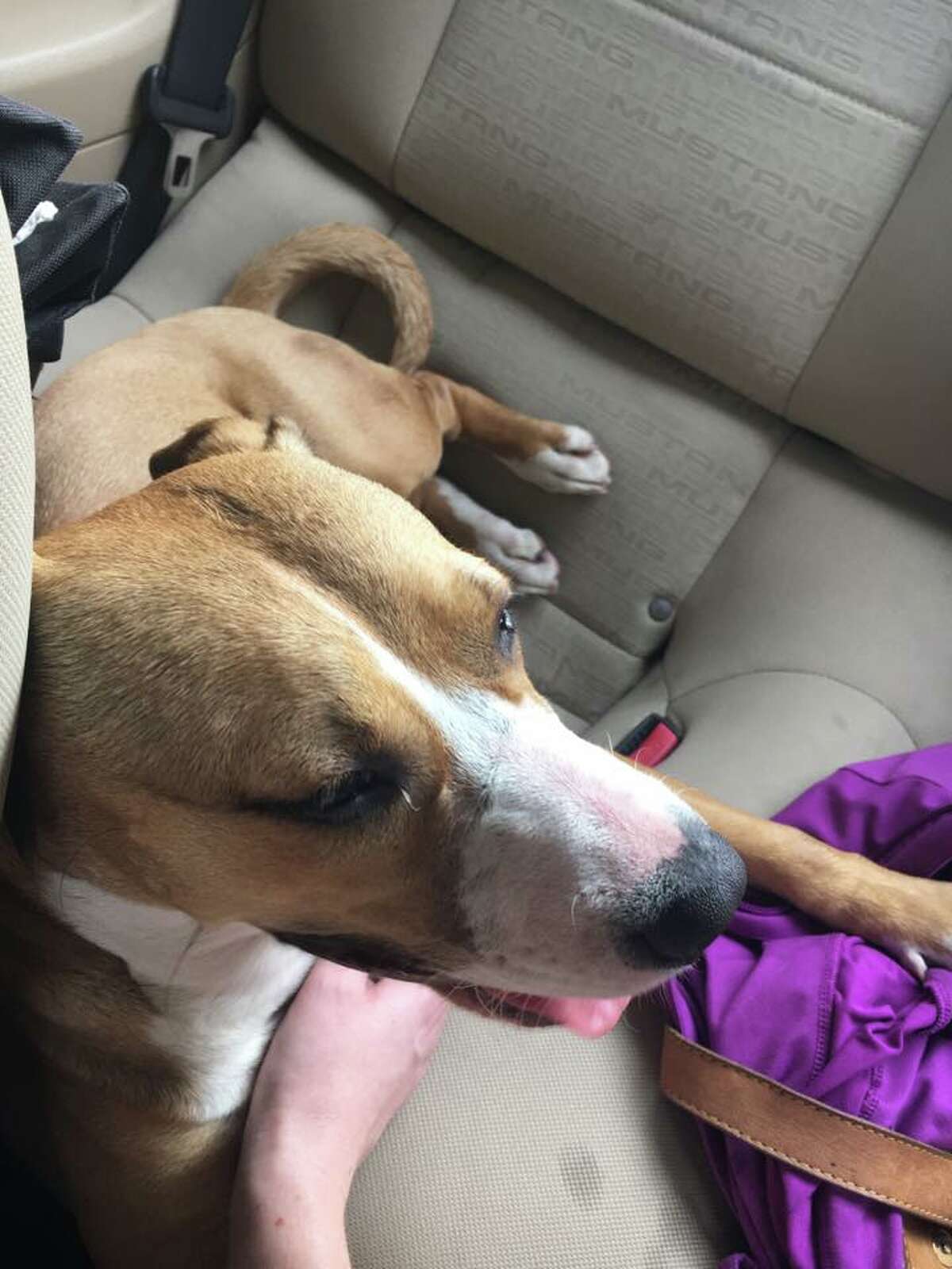 Lost dog walked children to their cars from Houston's Children's Museum