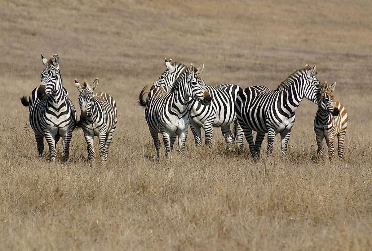 Dead zebra found along California beach near Hearst Castle
