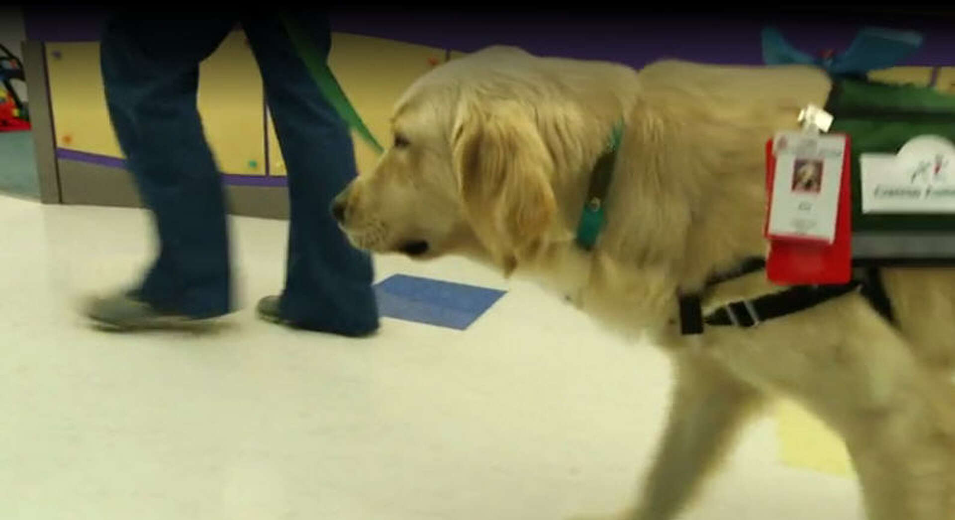 Texas Children's first full-time therapy dog gets results nobody else can