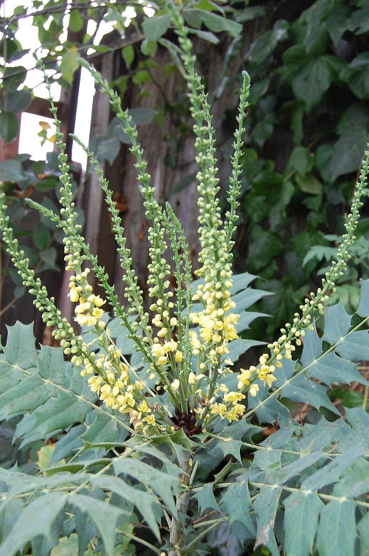Mahonia shrub chases winter blues away with blooms