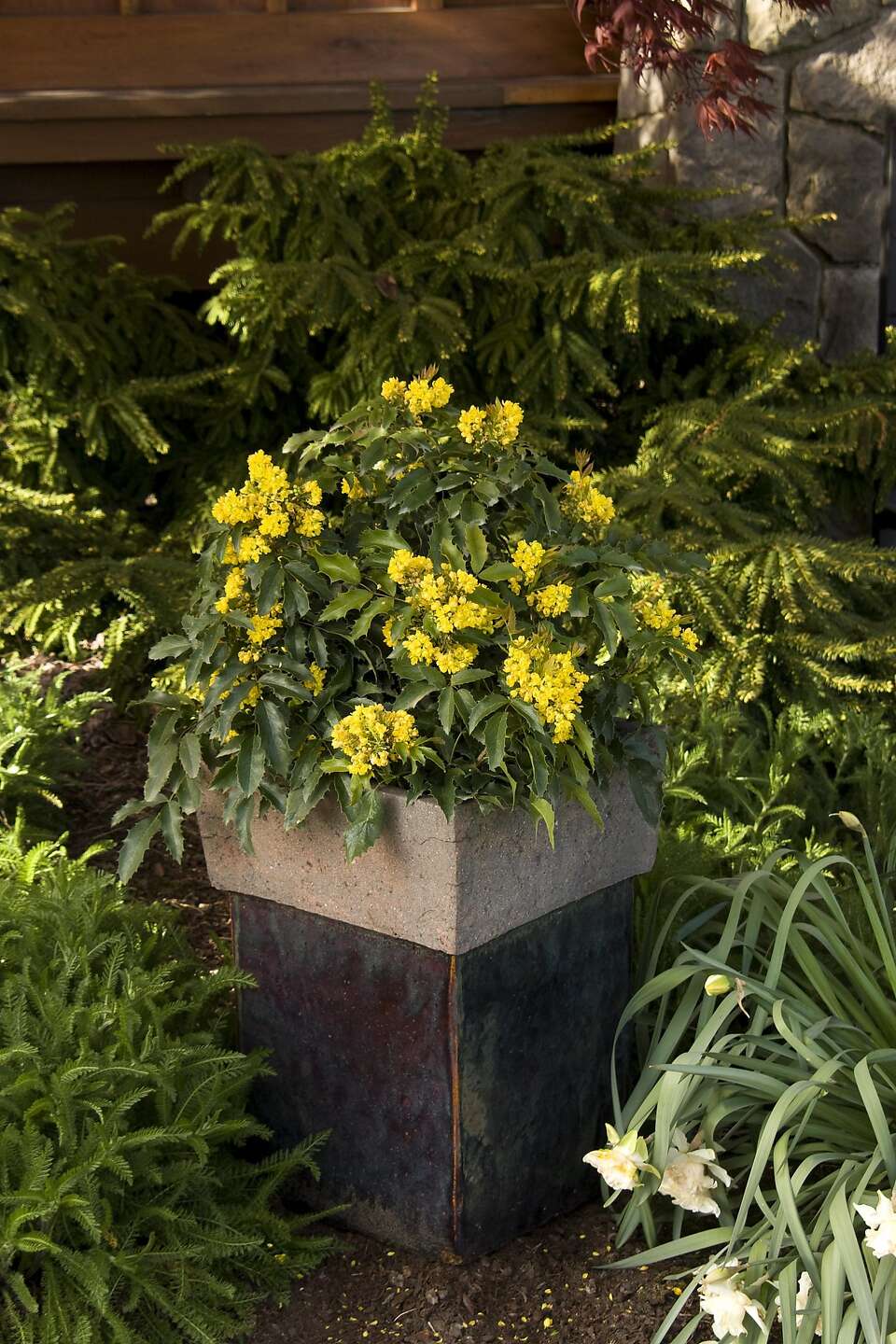Mahonia shrub chases winter blues away with blooms