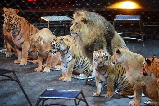 Last chance to see Ringling Bros. circus in Conn.