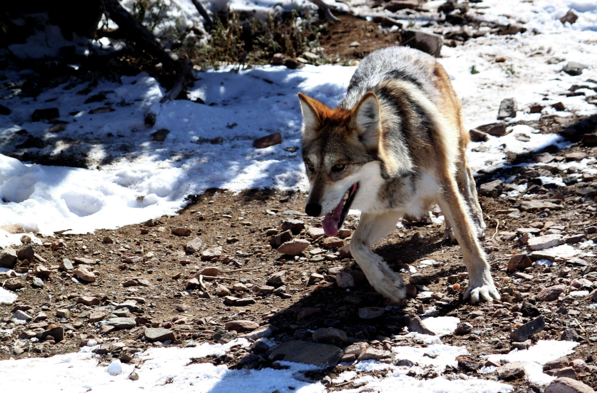 Why Texas' most endangered species might be feeling some relief