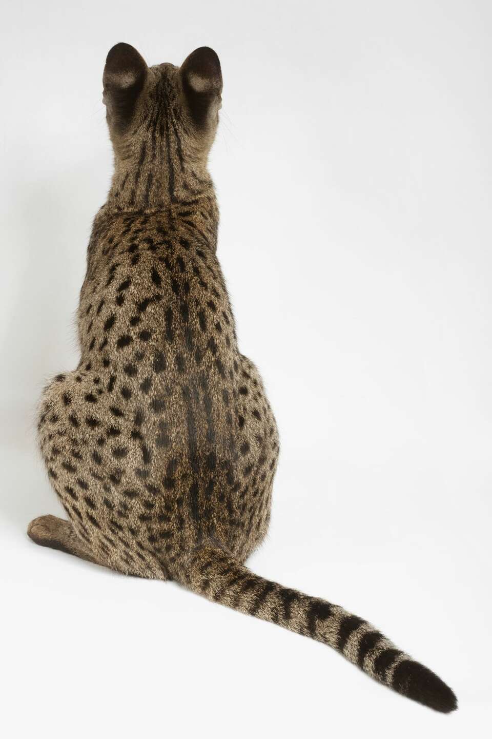 Facts about Savannah cats