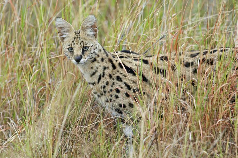 Facts about Savannah cats - Chron