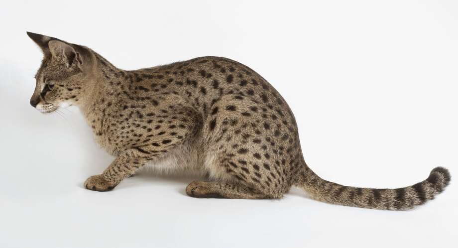 Facts about Savannah cats - Chron