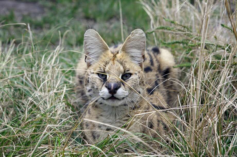 Facts about Savannah cats - Chron