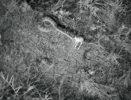 Researchers capture amazing video of rattlesnake striking prey