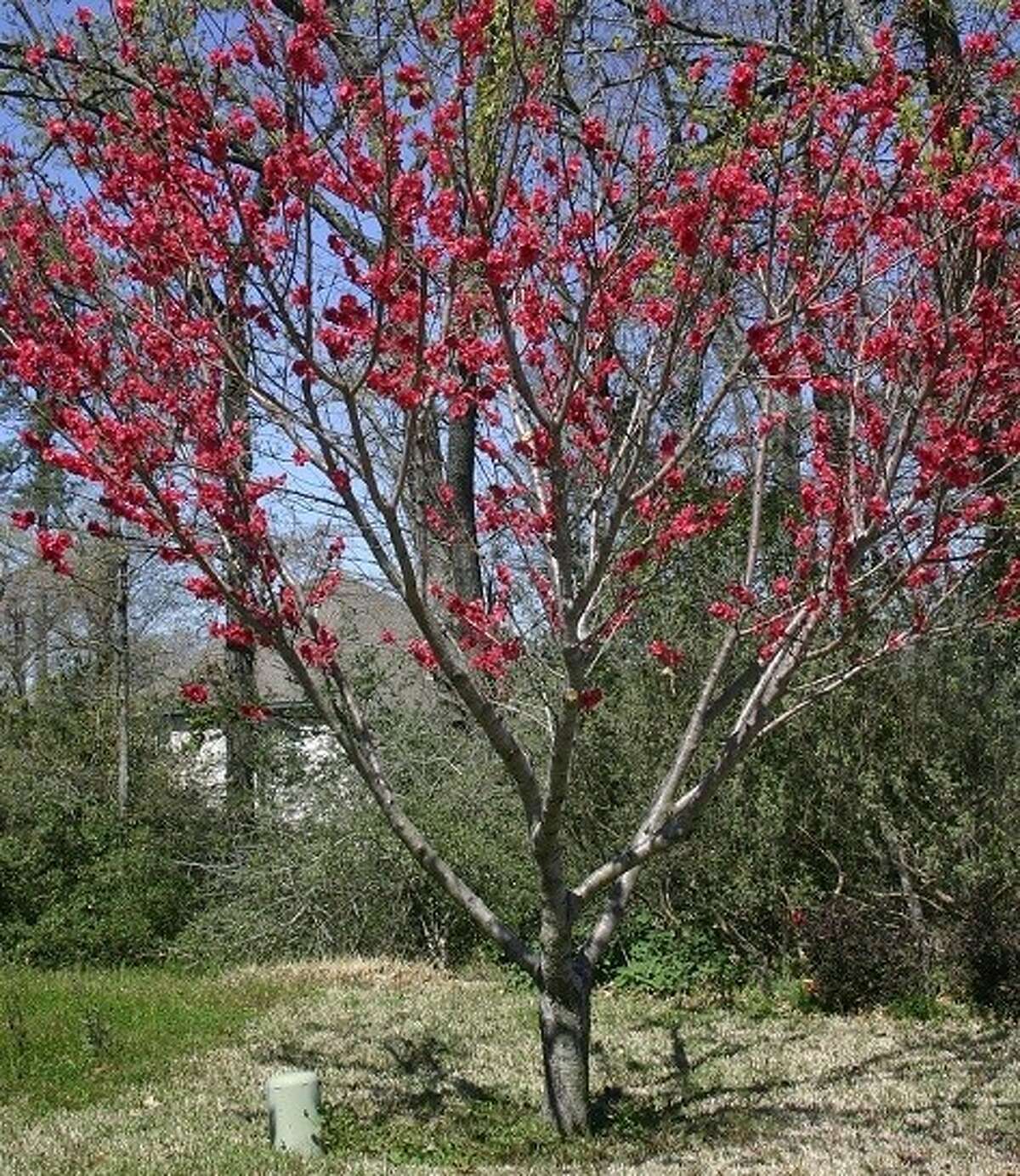Red Baron Crabapple