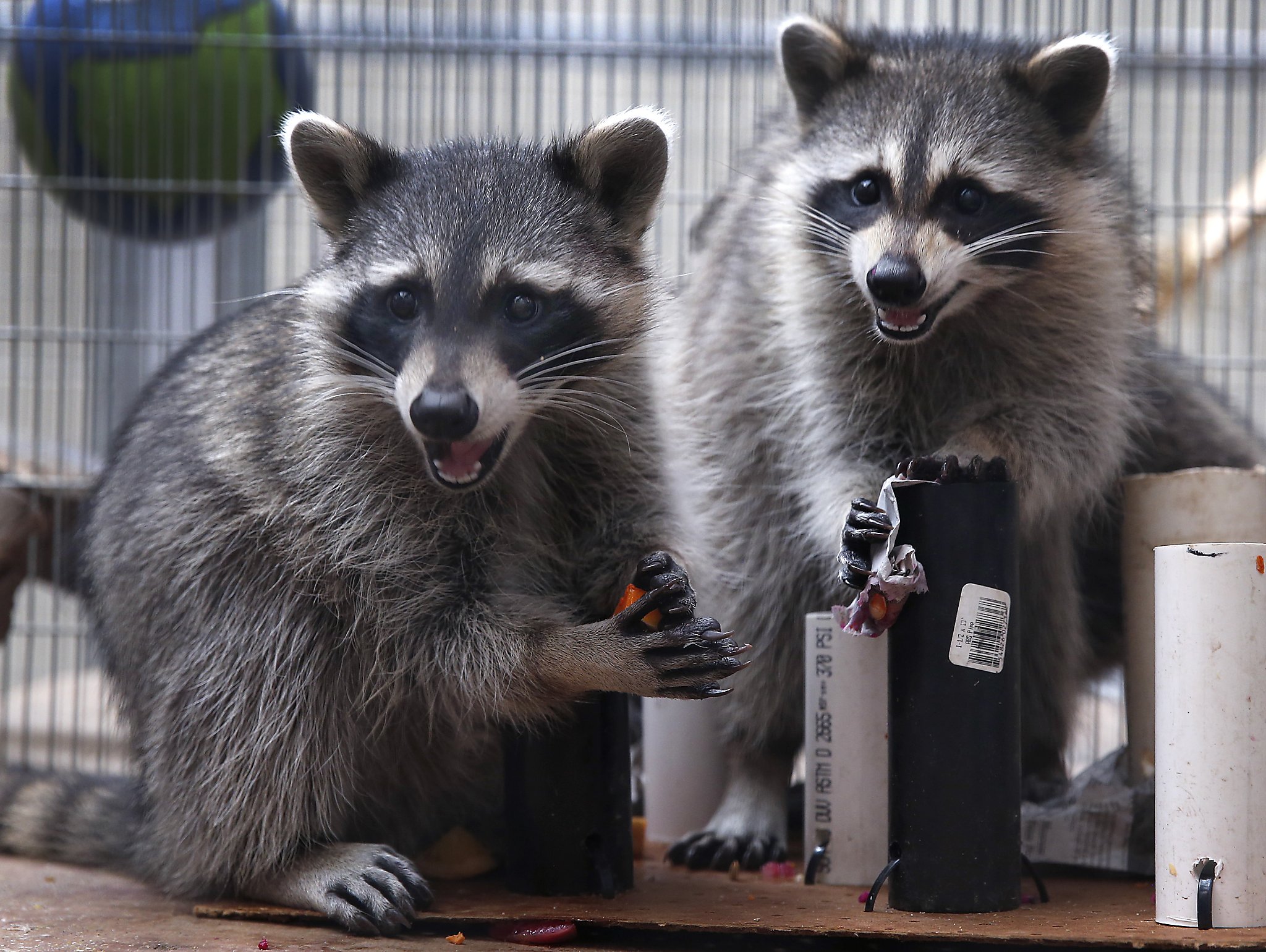 Baby raccoons’ hard-luck story ends with soft landing