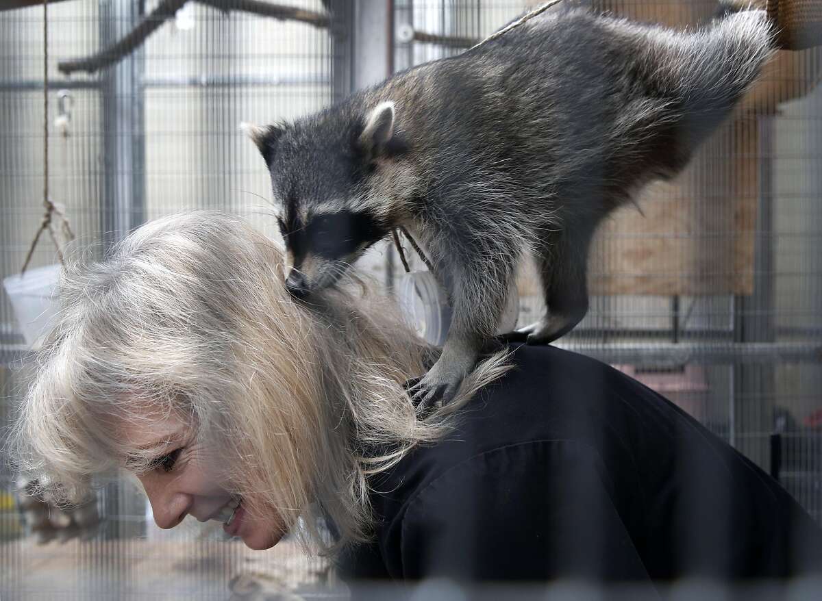 Baby raccoons’ hard-luck story ends with soft landing