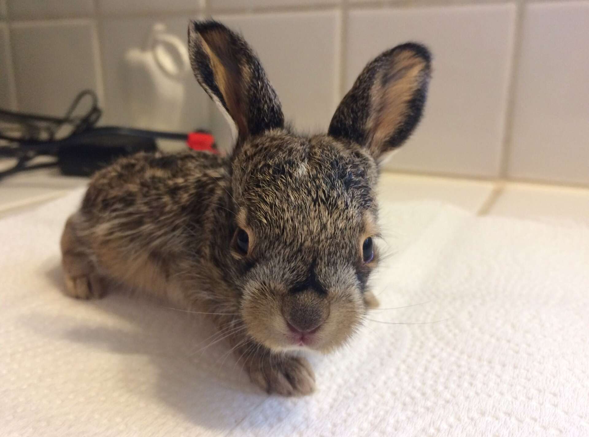 Baby jackrabbit rescued from the cold in Tracy
