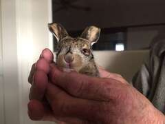 Baby jackrabbit rescued from the cold in Tracy