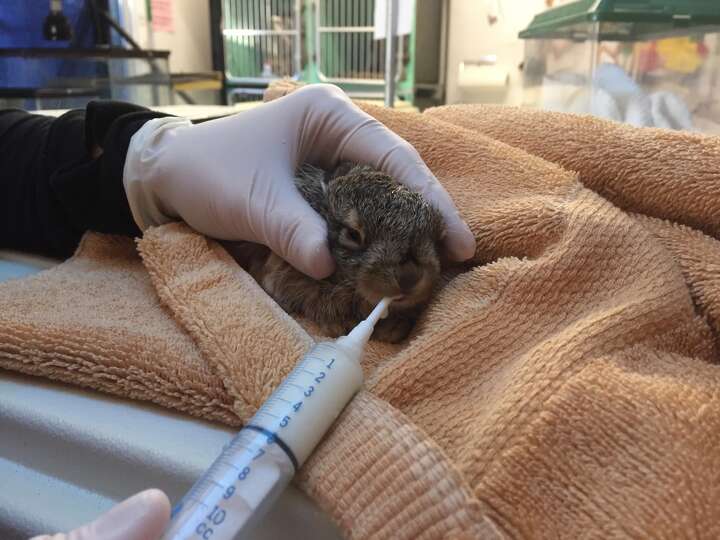 The rabbits of the Bay Area are breeding, well, like rabbits