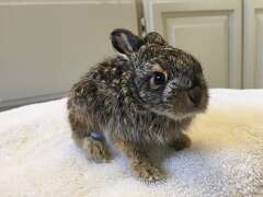 Baby jackrabbit rescued from the cold in Tracy