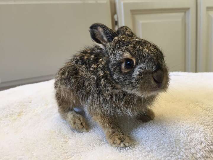 Baby jackrabbit rescued from the cold in Tracy