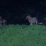 Coyote snatches dog off SF doorstep as horrified owners watch - SFGate