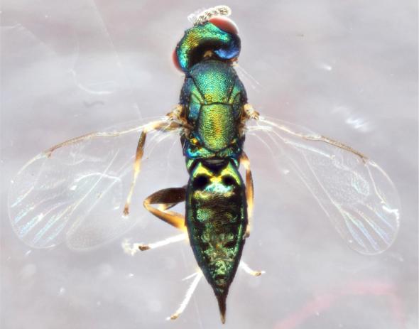 Newly discovered wasp turns host insect into zombie and bursts through ...