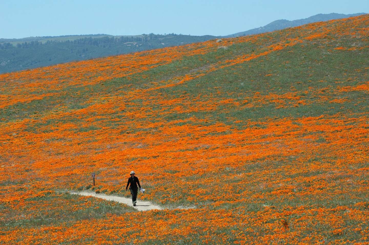 Winter rains could lead to spectacular floral display at California ...
