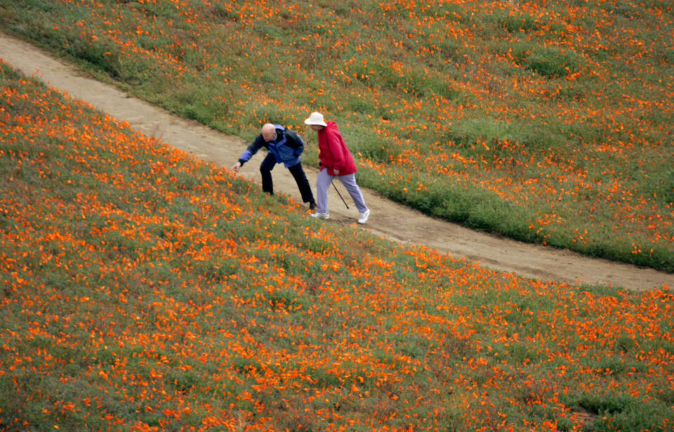 Winter rains could lead to spectacular floral display at California ...