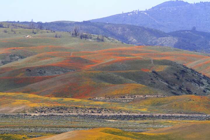Winter rains could lead to spectacular floral display at California ...