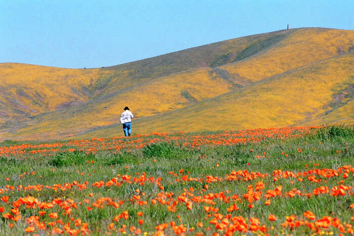 The Grapevine is bursting with California poppies in a rare bloom