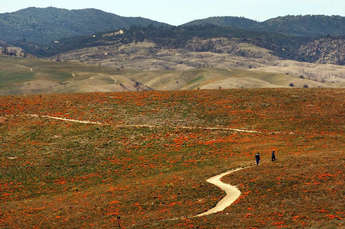 Winter rains could lead to spectacular floral display at California ...