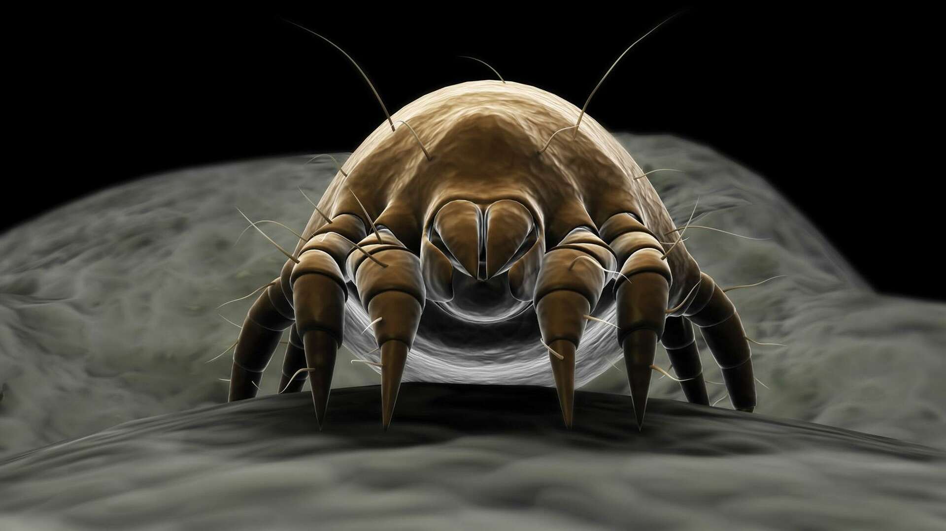 Dust tops the list of home allergens