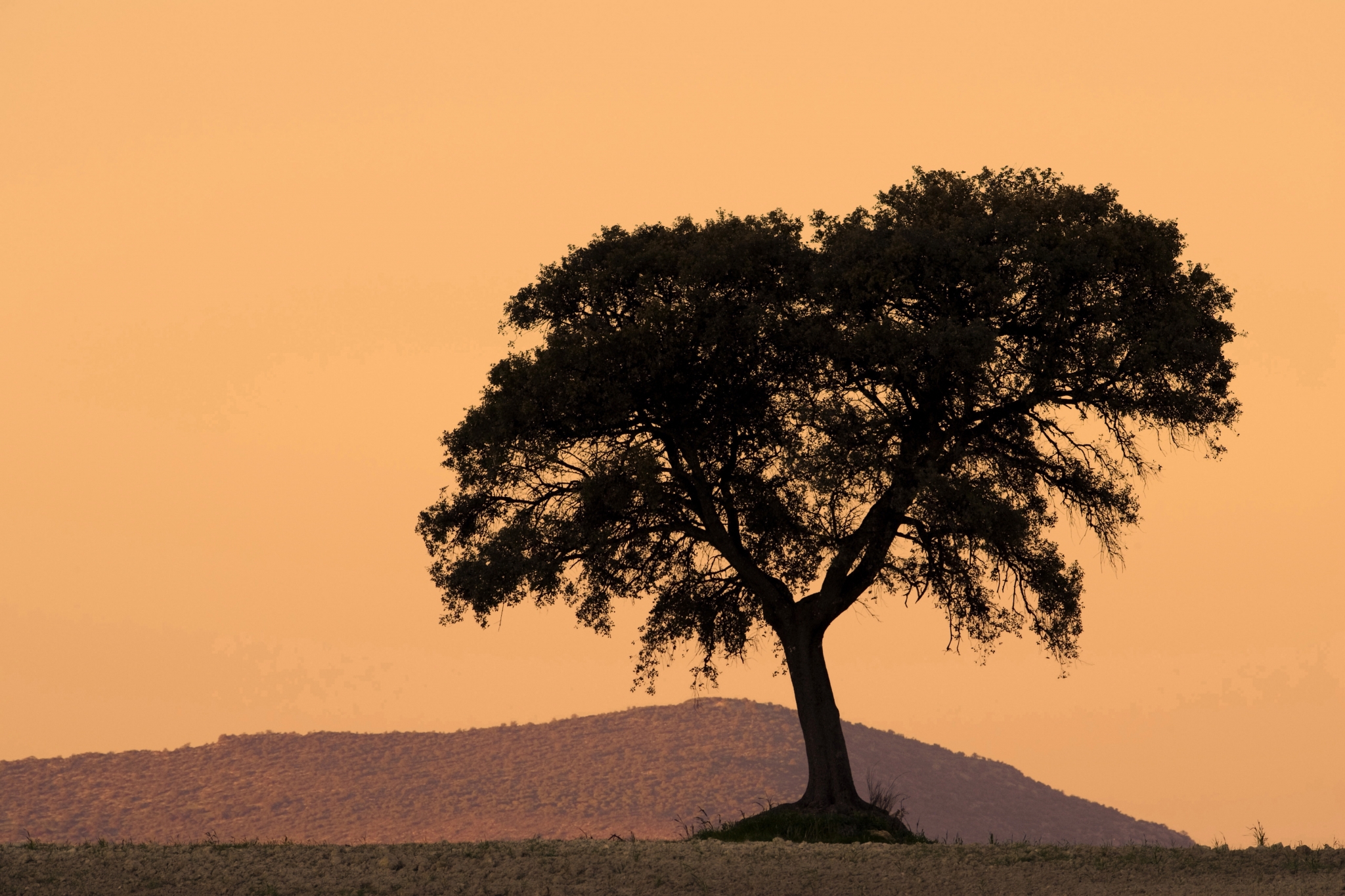 How a Texas town is moving a historic 425-ton tree