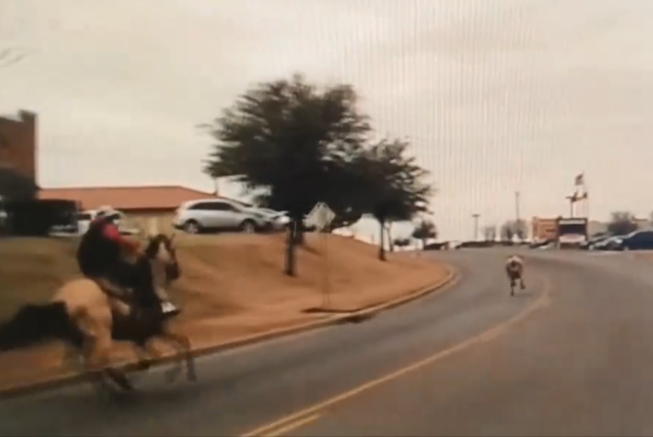 Video shows cow leading police, cowboys on chase through North Texas ...