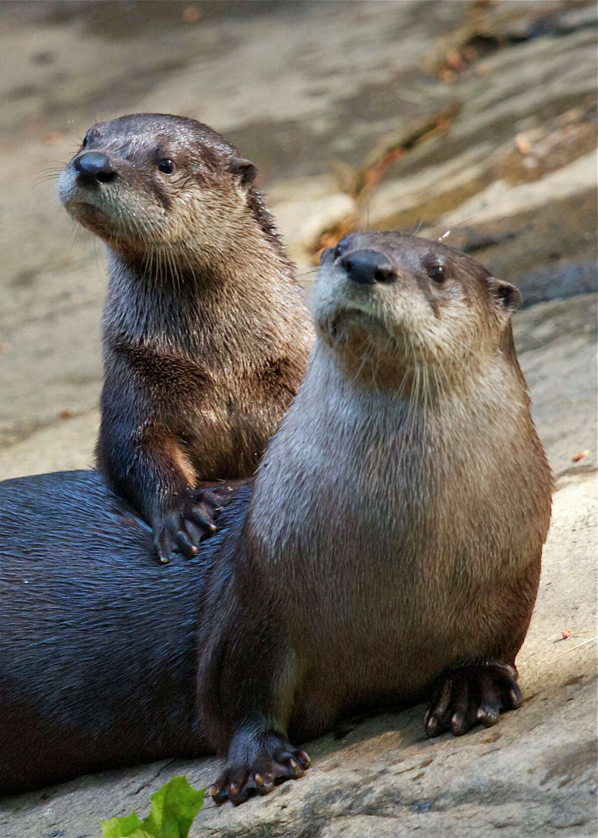 Love is in the air at Connecticut's Beardsley Zoo