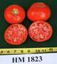 Calvin Finch: All hail the new 2020 Rodeo Tomato: Red Snapper
