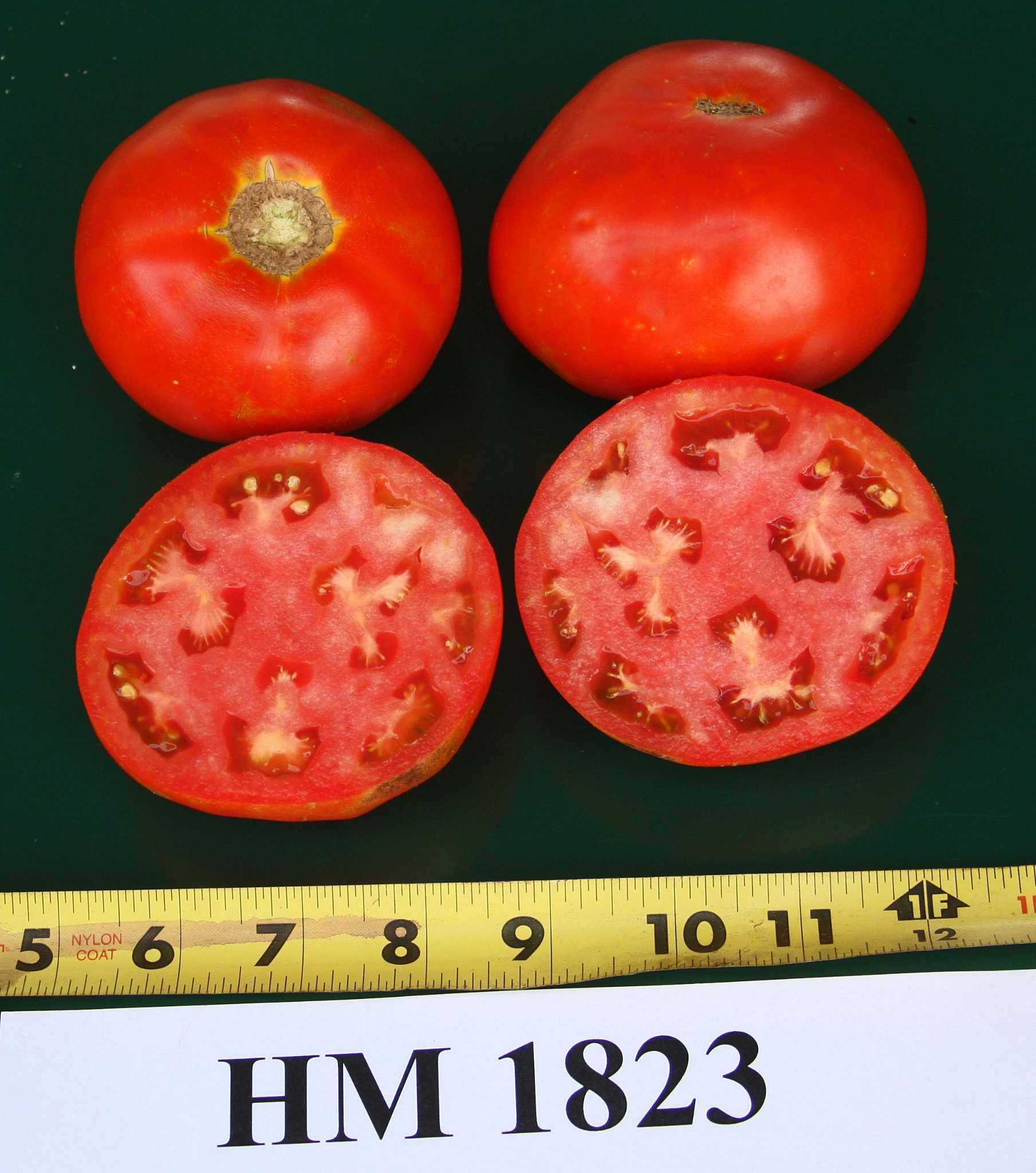 This year’s rodeo tomato small with big flavor