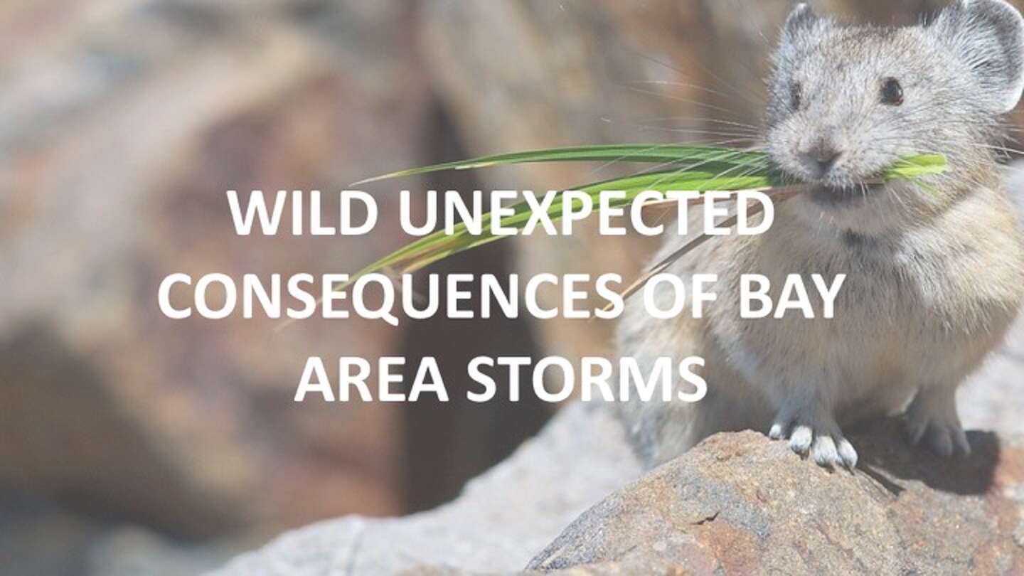 Wild unexpected consequences of the recent California storms