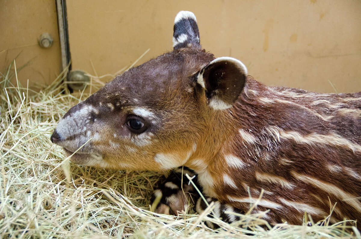 Houston Zoo welcomes new baby tapir into the family