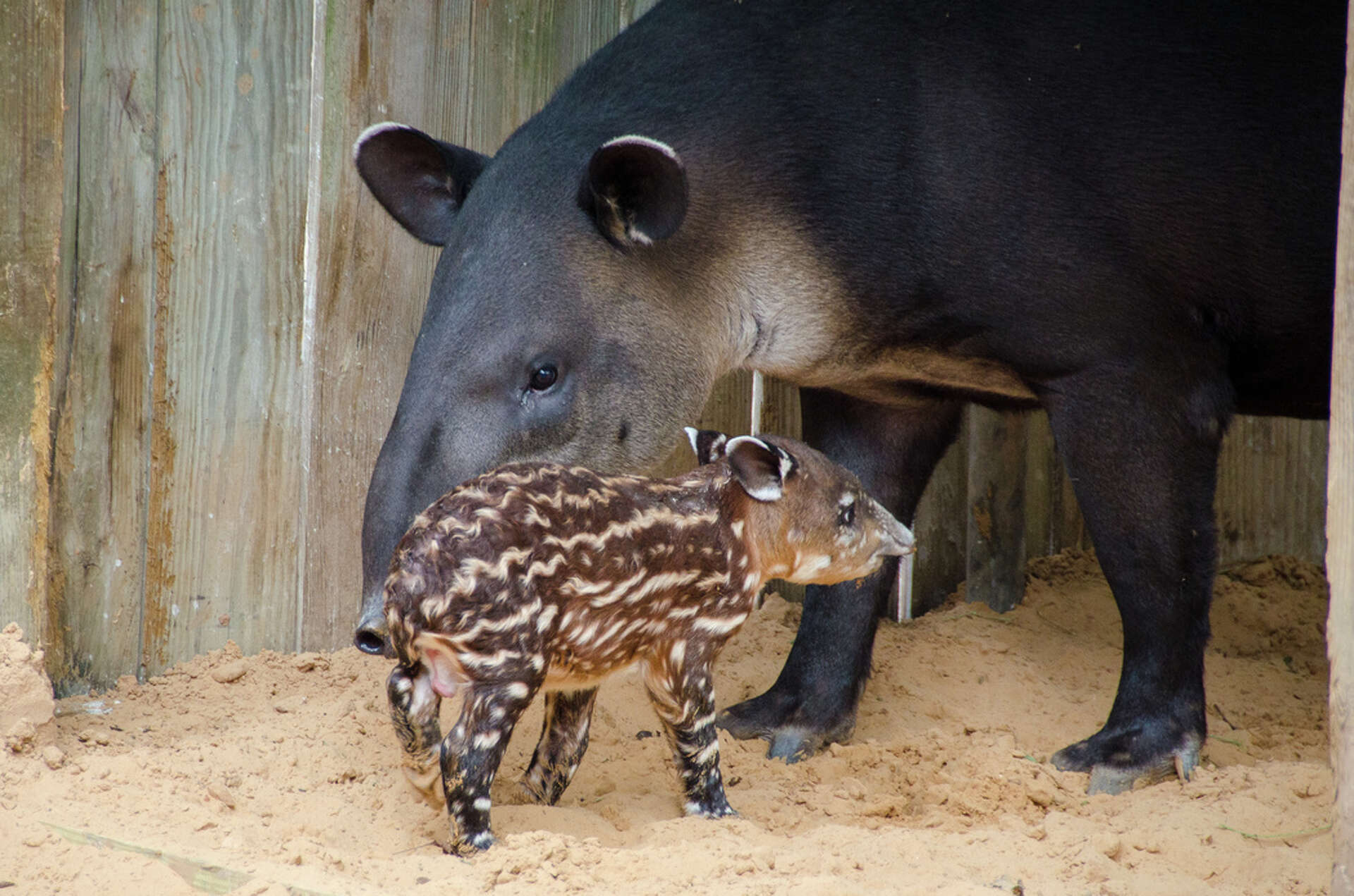 Houston Zoo welcomes new baby tapir into the family