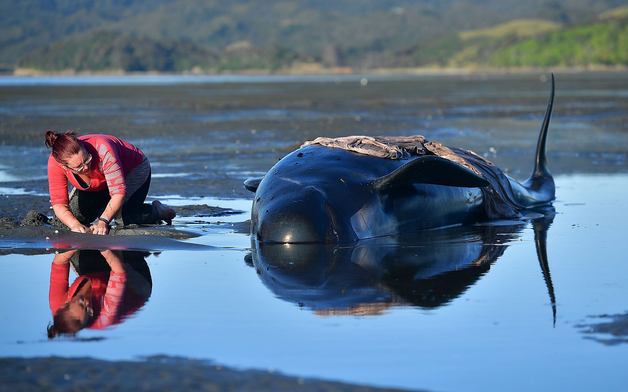 Rescuers nurse pilot whales to sea in New Zealand