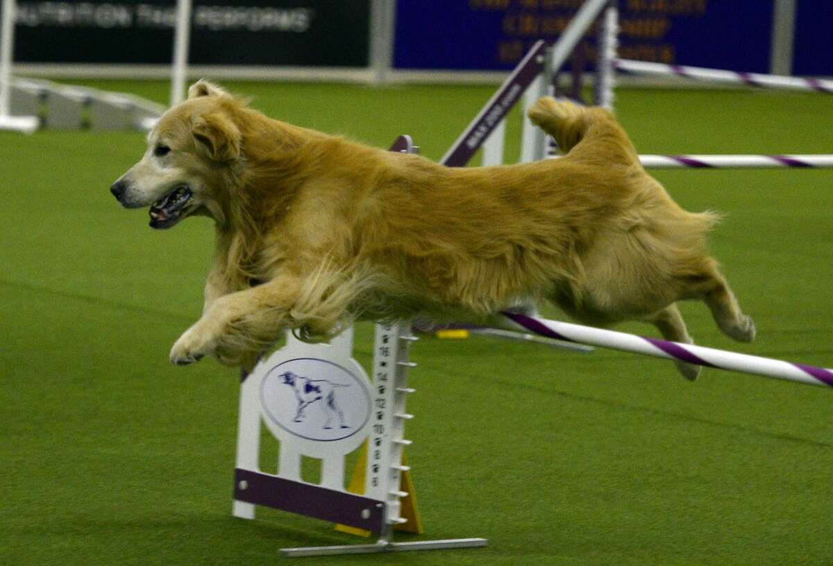 Beagle competing in the Westminster Dog Show agility contest just ...
