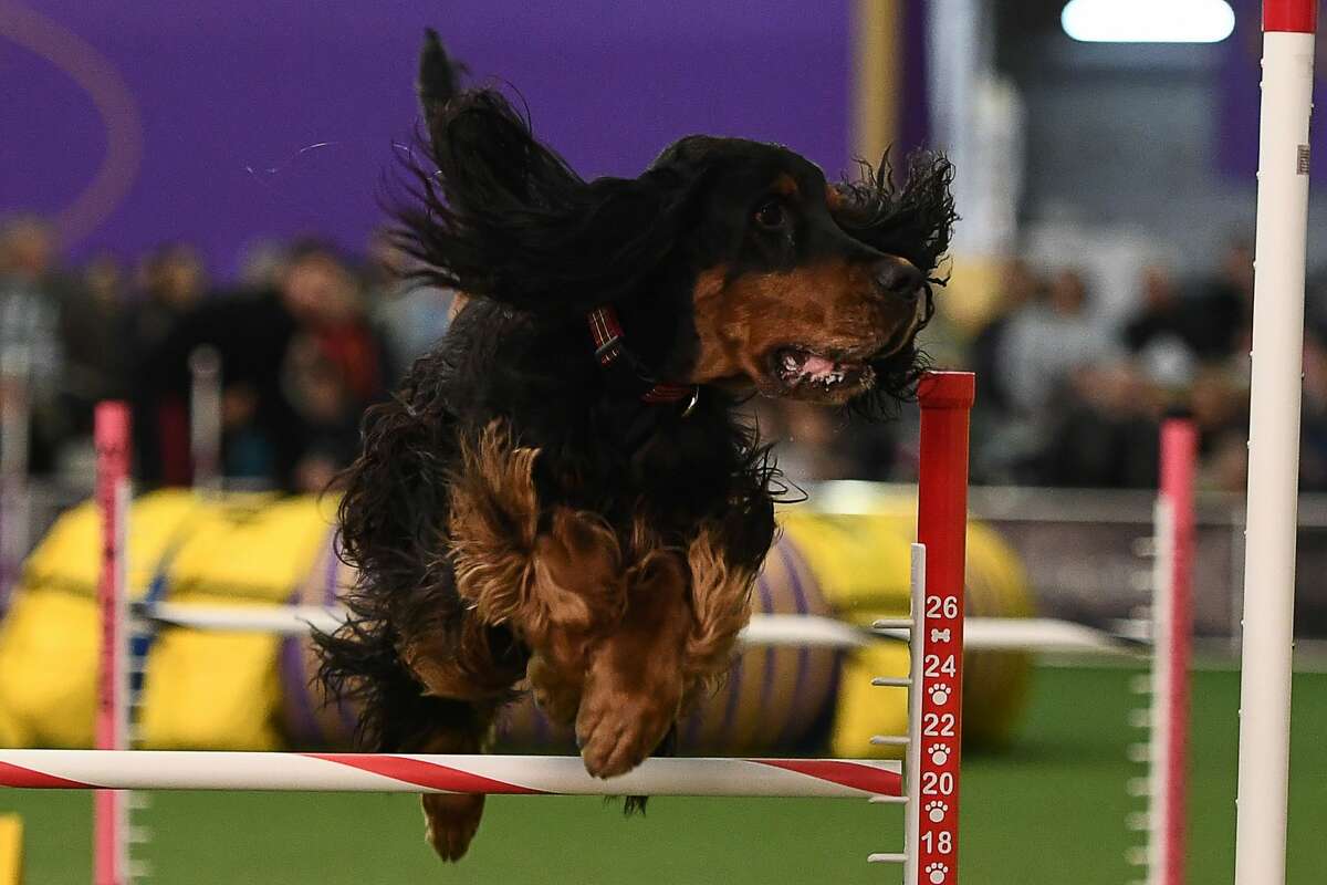 Beagle competing in the Westminster Dog Show agility contest just ...