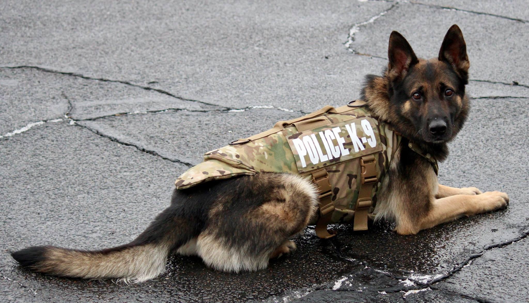 Monroe police dog gets body armor