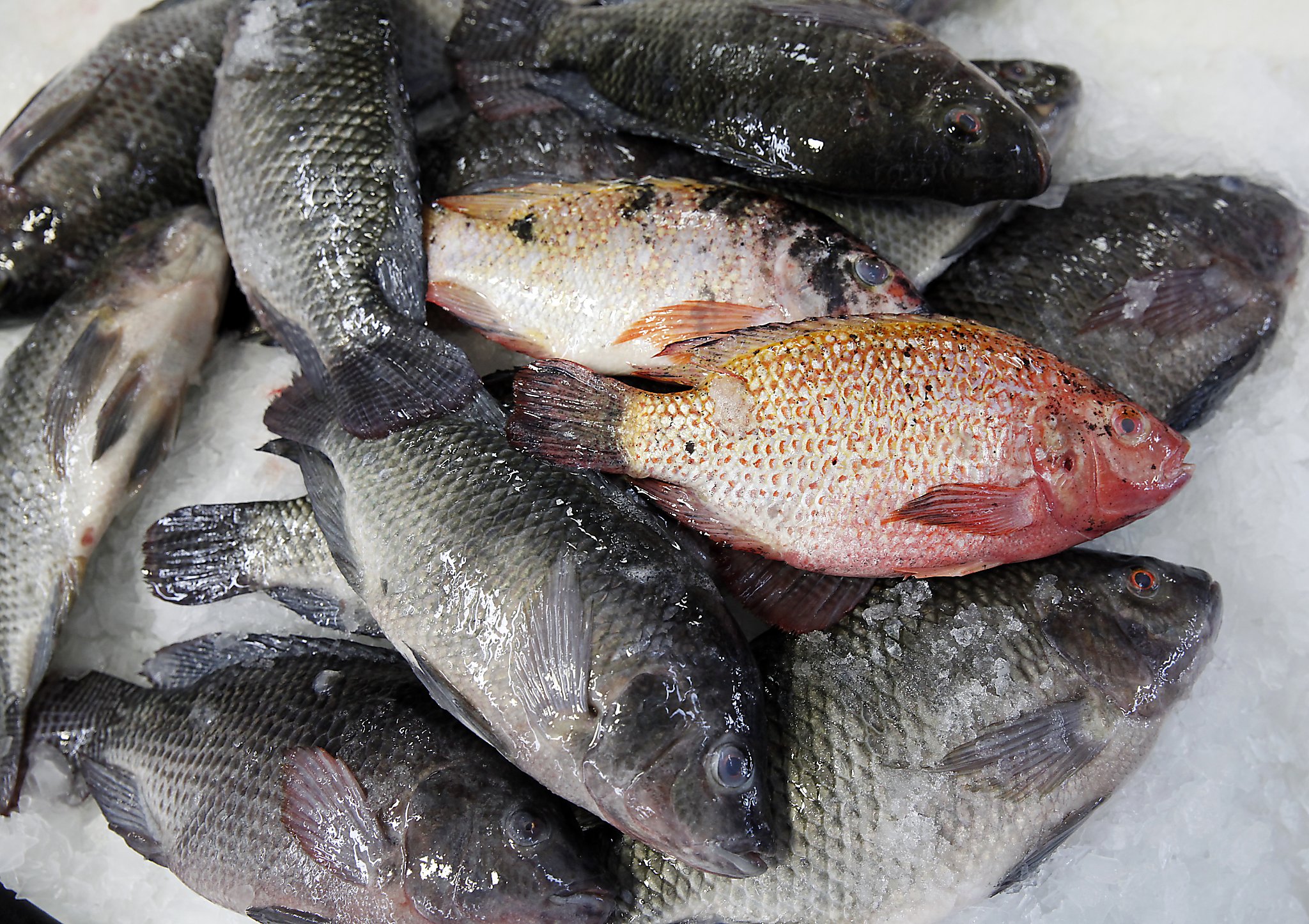 Morgan Hill restaurant fined over fish labeling